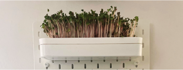 Korean Fried Chicken with Pickled Moo (Radish Microgreens) – PlantAire